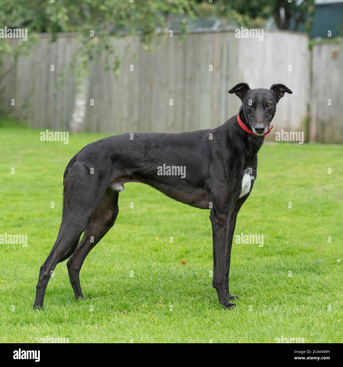 Cane levriero immagini e fotografie stock ad alta risoluzione - Alamy
