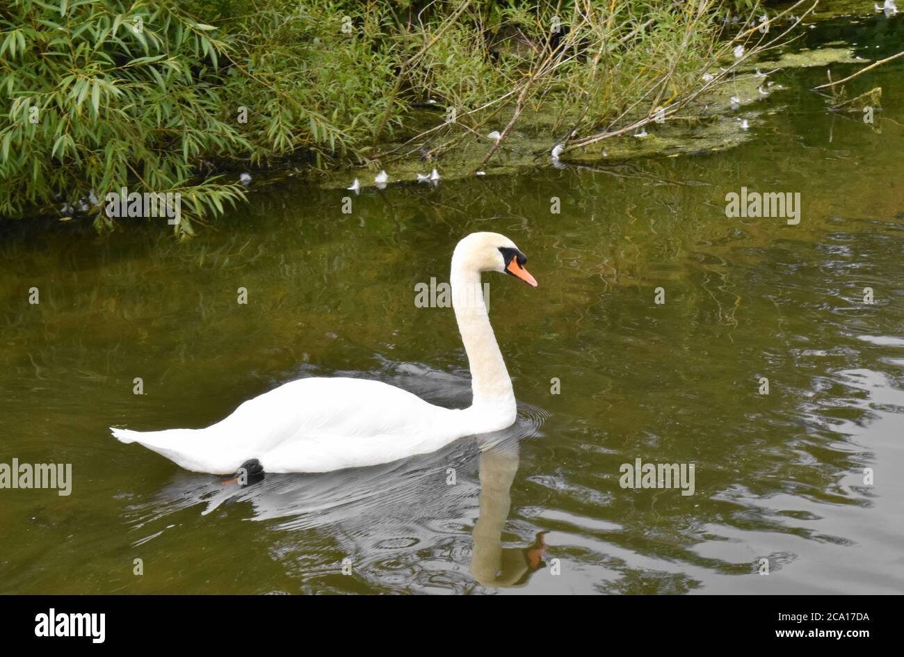 Habitat del cigno muto immagini e fotografie stock ad alta risoluzione ...