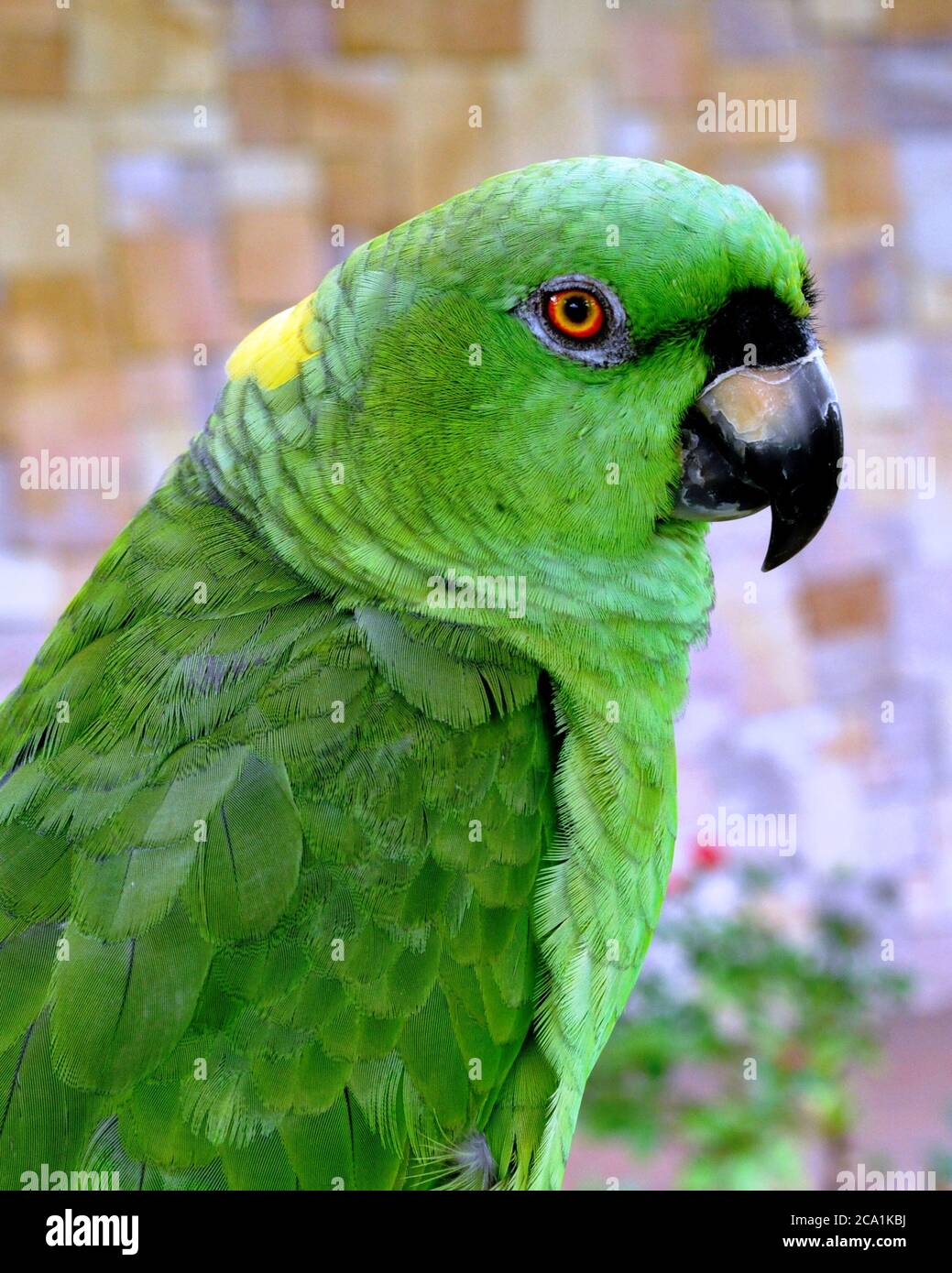 Uccello pappagallo hawaiano immagini e fotografie stock ad alta ...