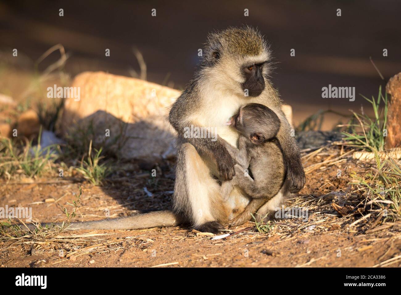 Scimmia verde africana immagini e fotografie stock ad alta risoluzione ...