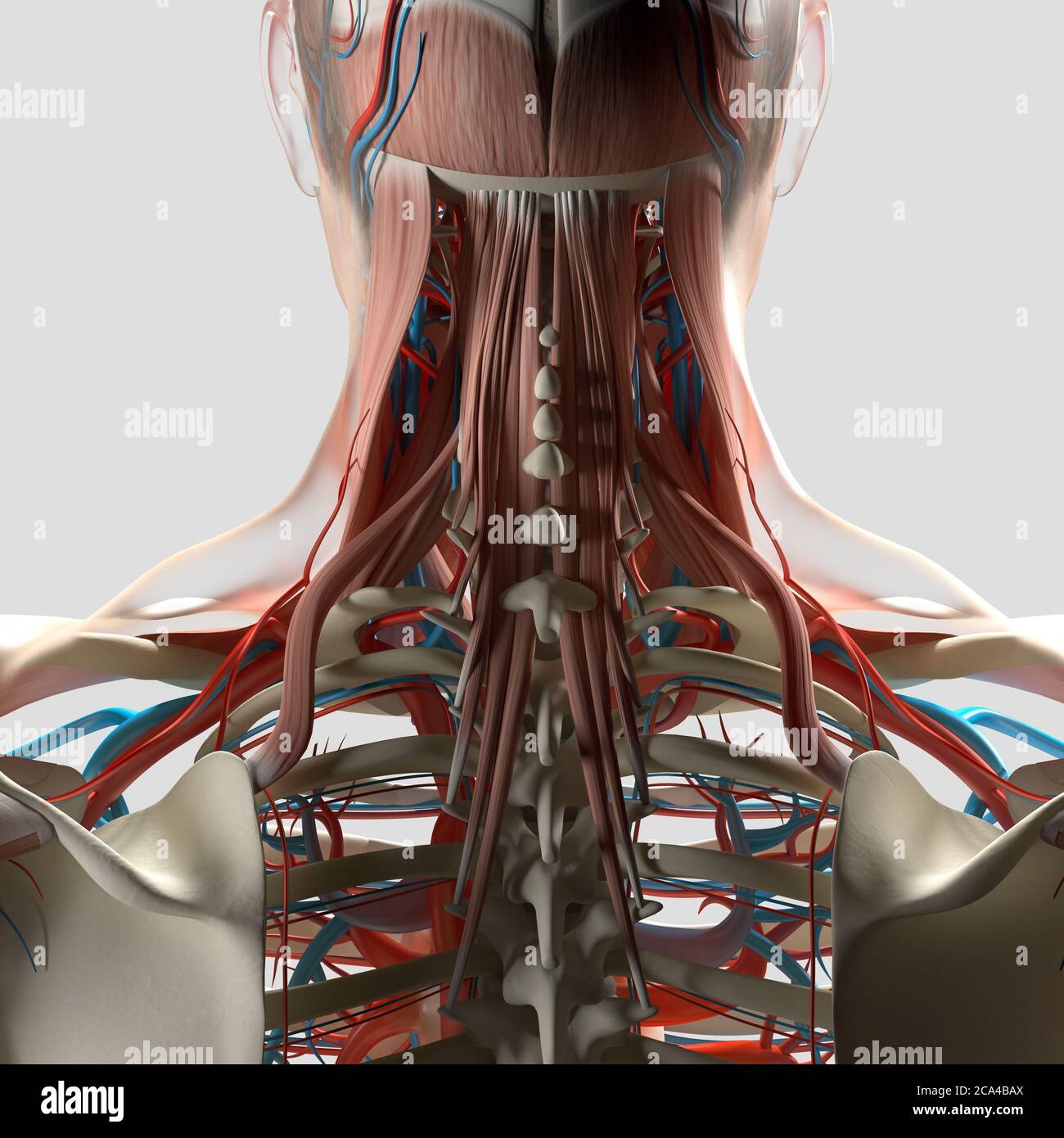 Illustrazione dell'anatomia del collo e della colonna vertebrale di ...