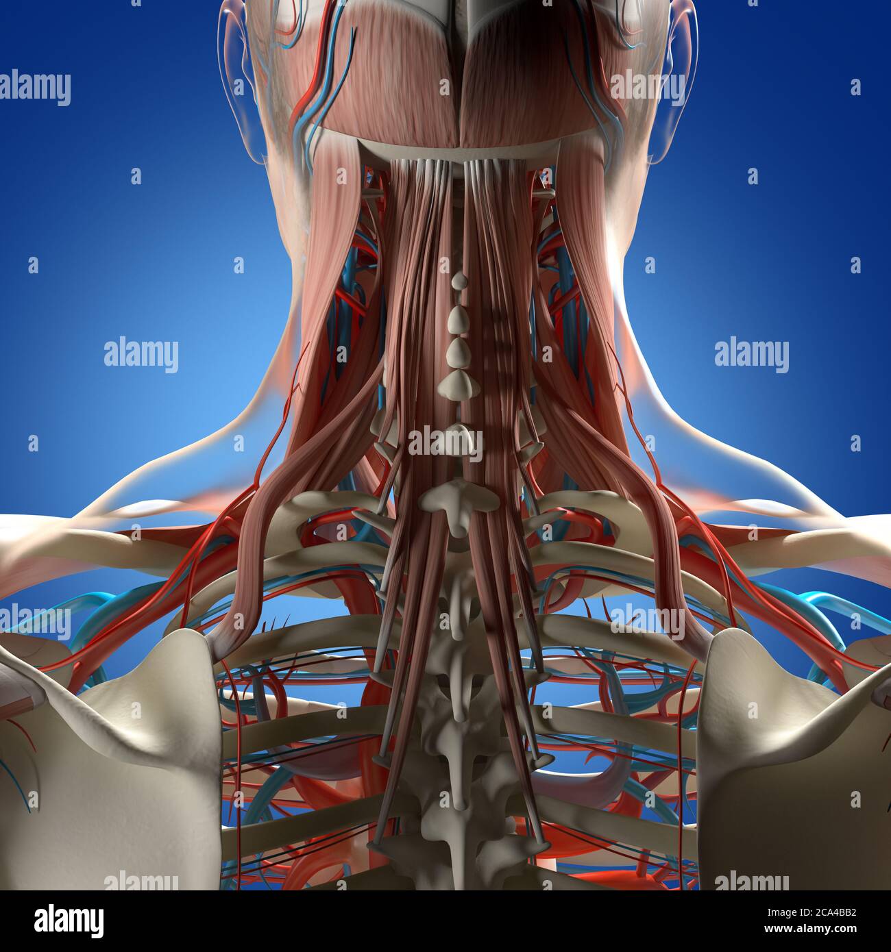 Illustrazione dell'anatomia del collo e della colonna vertebrale di ...