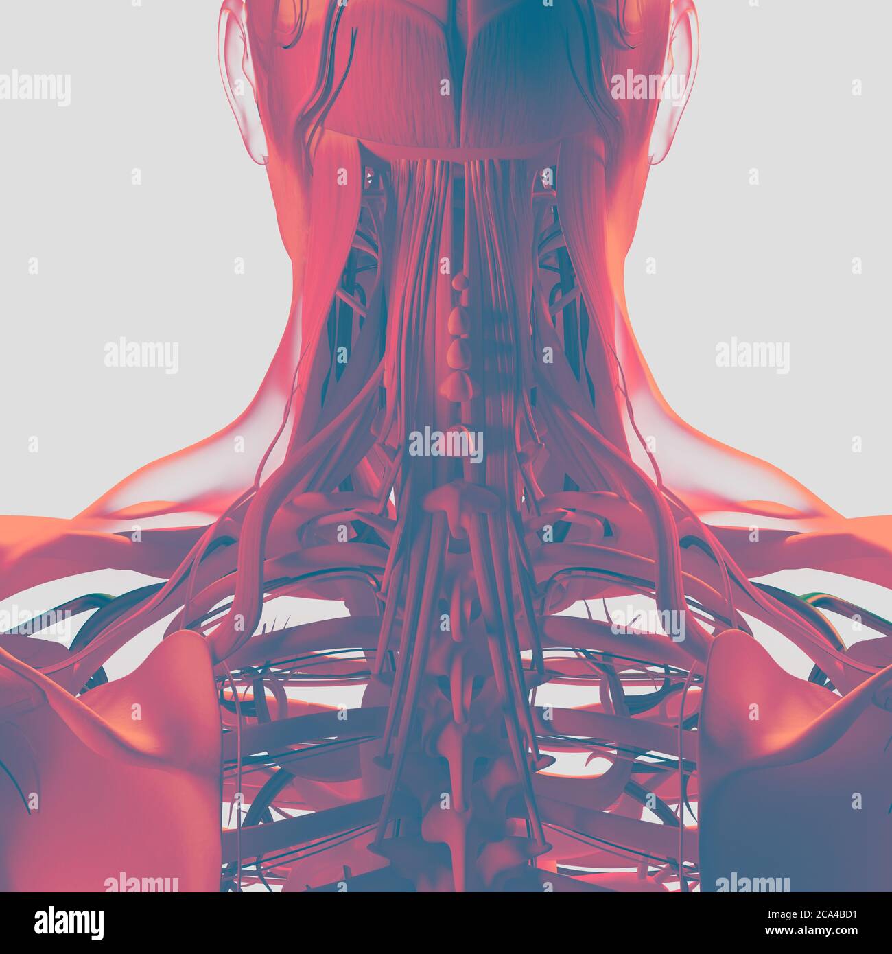 Illustrazione dell'anatomia del collo e della colonna vertebrale di ...