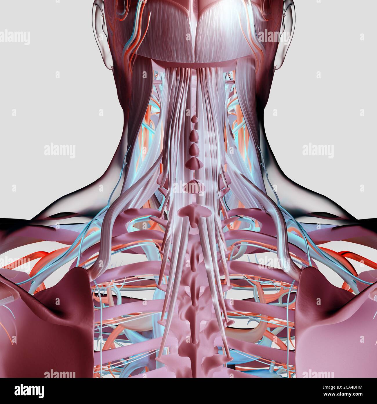 Illustrazione dell'anatomia del collo e della colonna vertebrale di ...