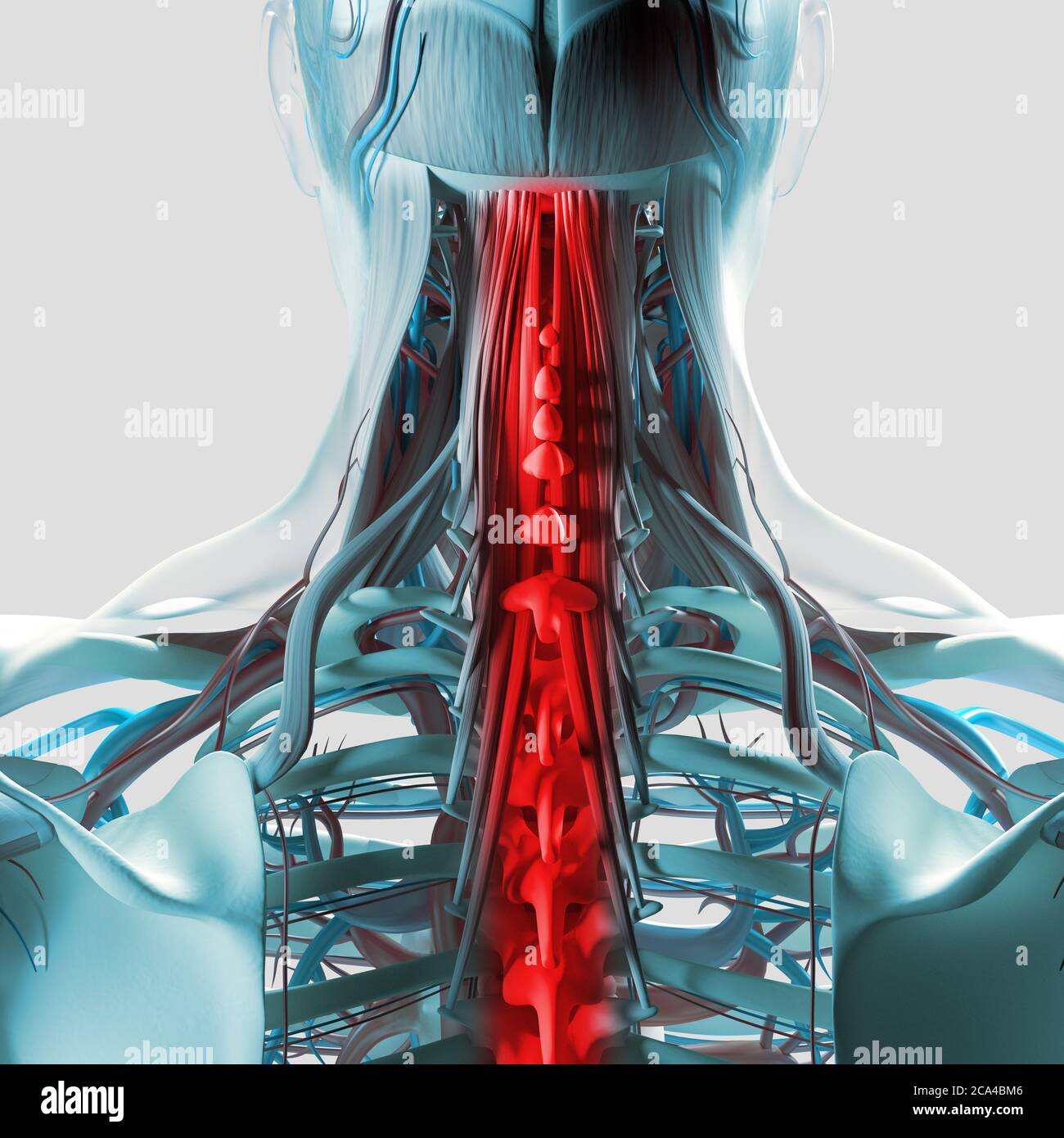 Illustrazione dell'anatomia del collo e della colonna vertebrale di ...