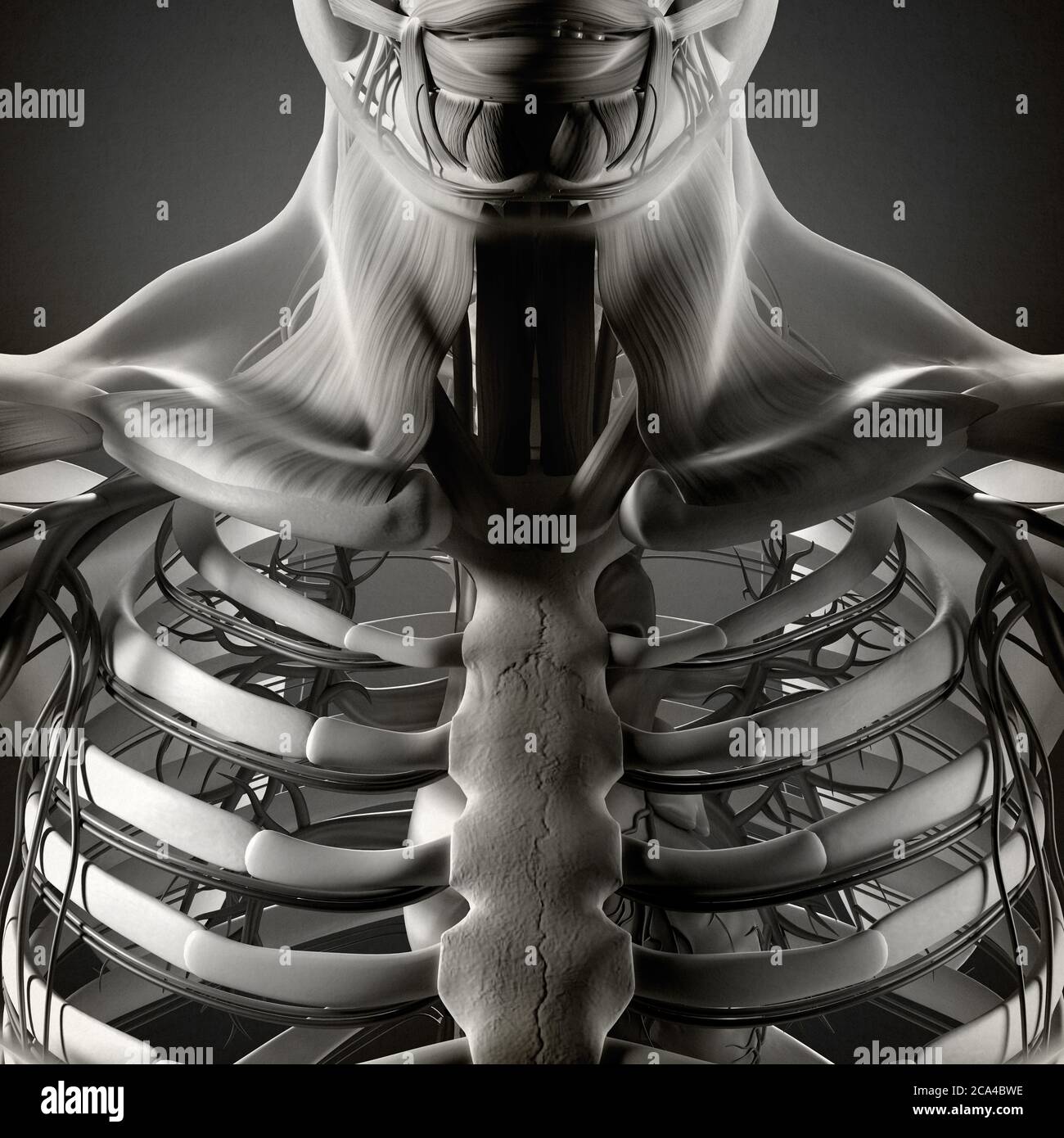 Anatomia della gabbia toracica immagini e fotografie stock ad alta ...