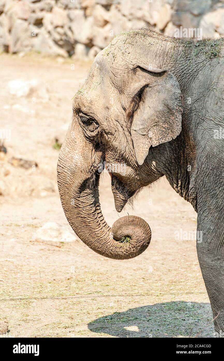 Elephas maximus borneensis immagini e fotografie stock ad alta ...