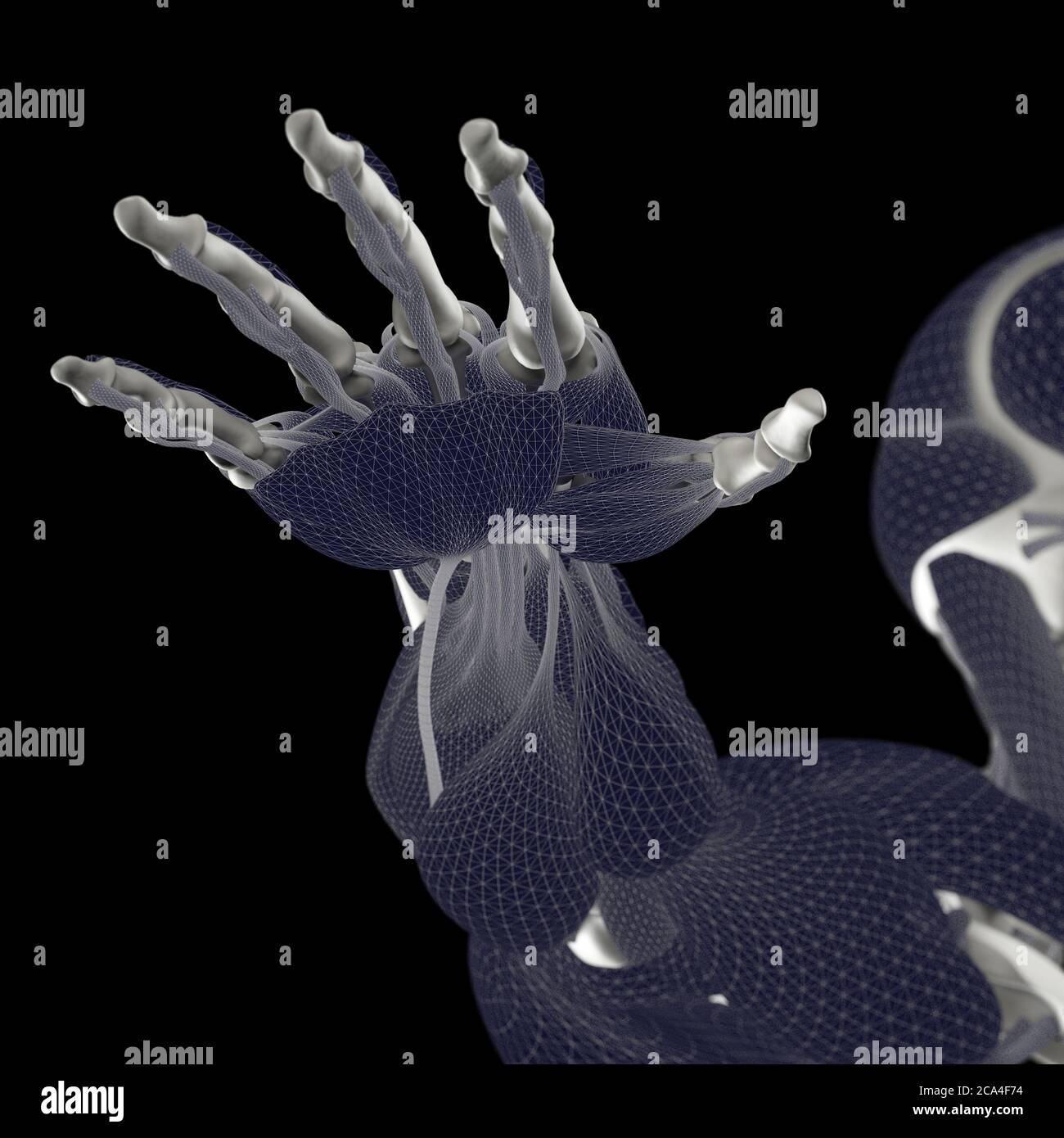 Mano anatomia umana. Sistema muscolare. Struttura ossea. Sistema ...