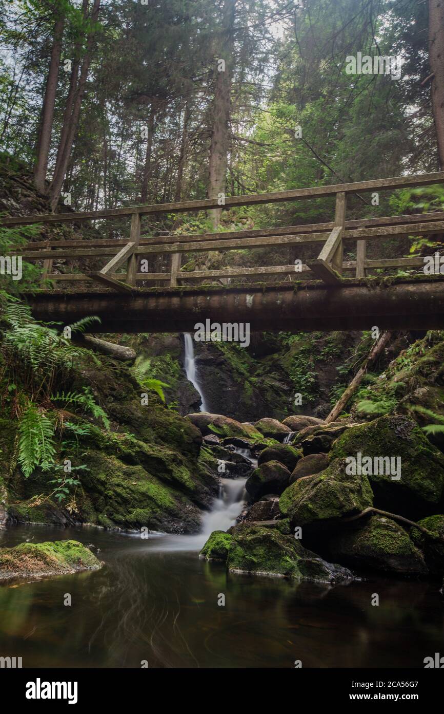 Estate foresta nera immagini e fotografie stock ad alta risoluzione - Alamy