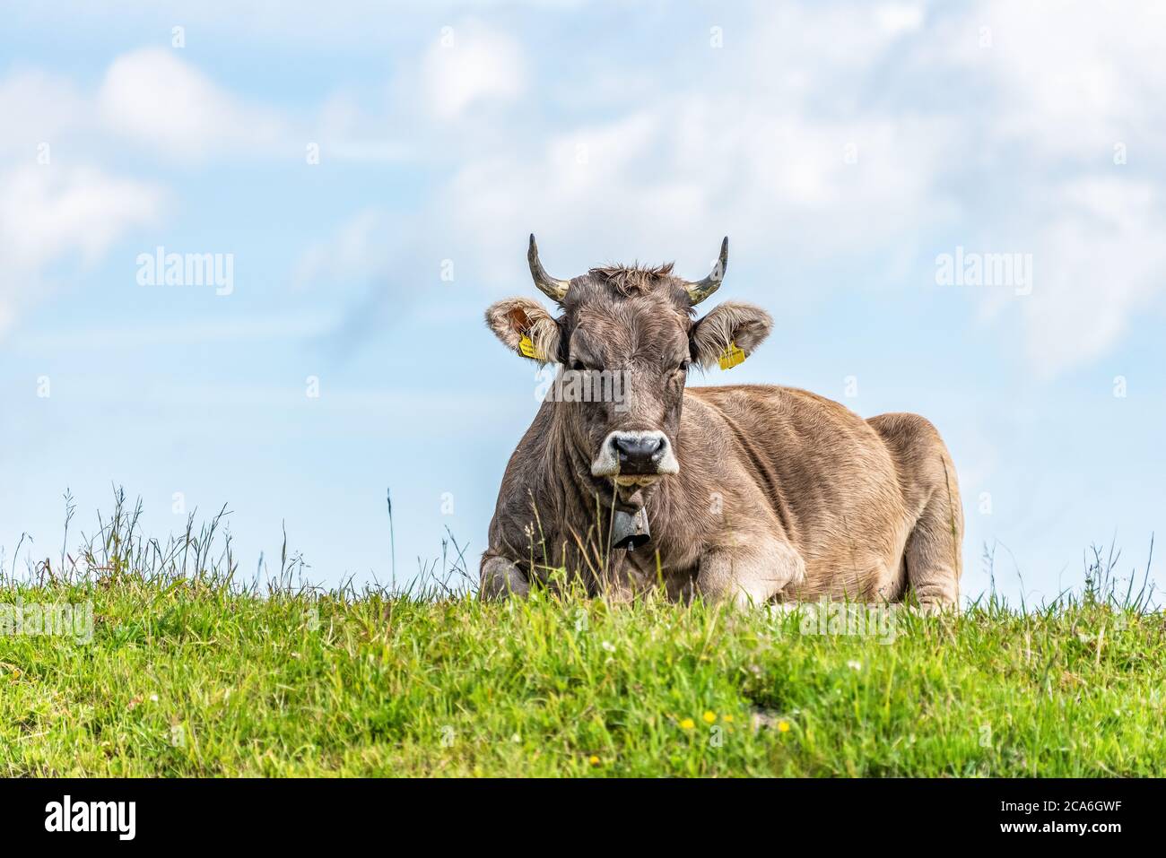 Mucca alpina - Brown Swiss - Braunvieh adagiato su un campo di fiori ...