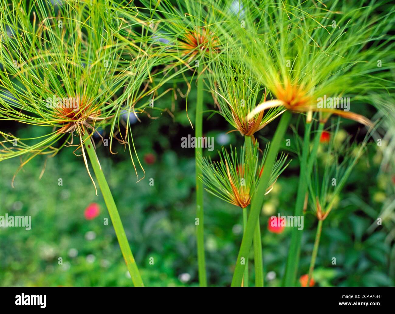 Papiro acquatico fiorito immagini e fotografie stock ad alta ...