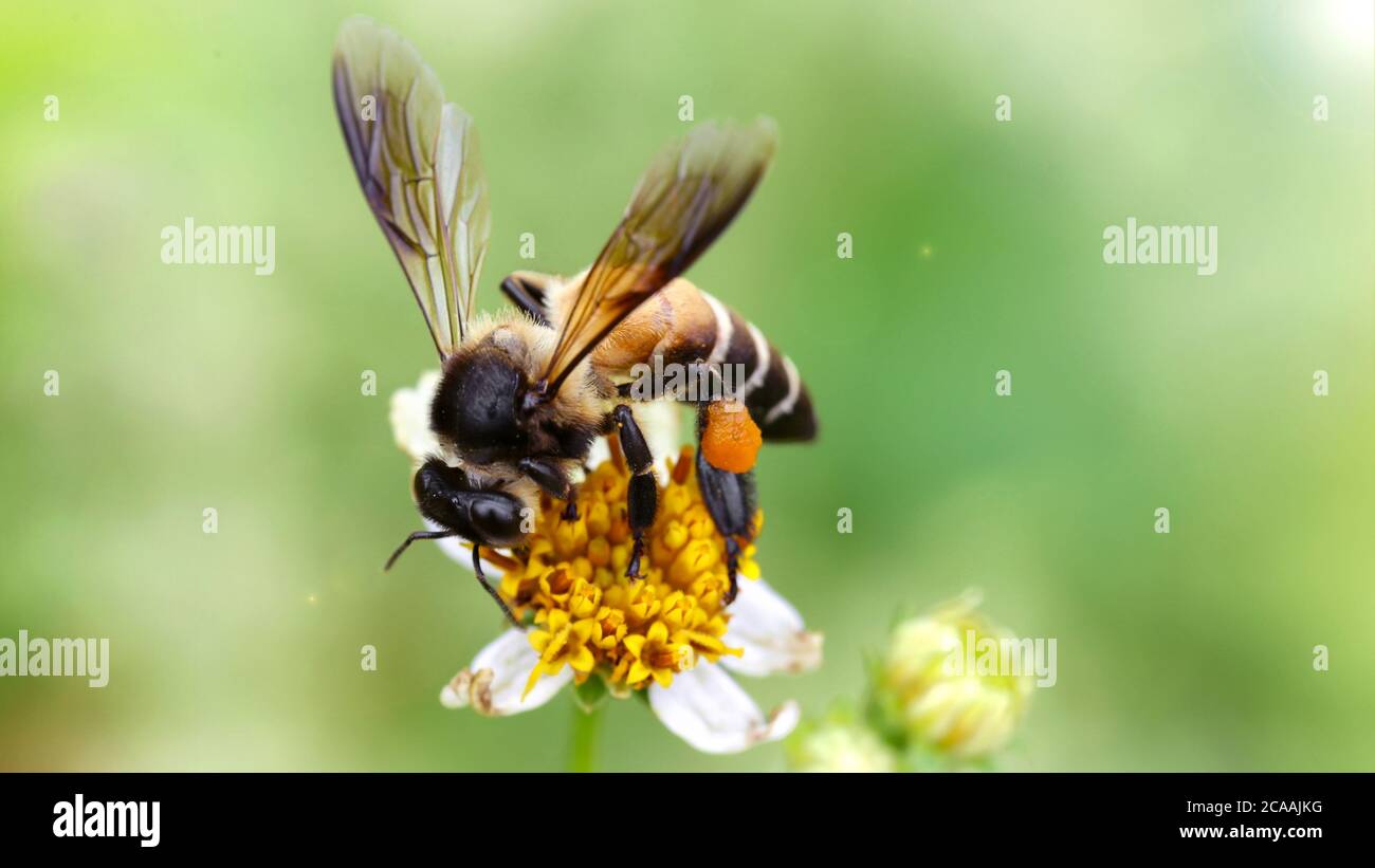 Ape Bumblebee Impollinazione Polline Fiore Insetto Immagini e Fotos ...