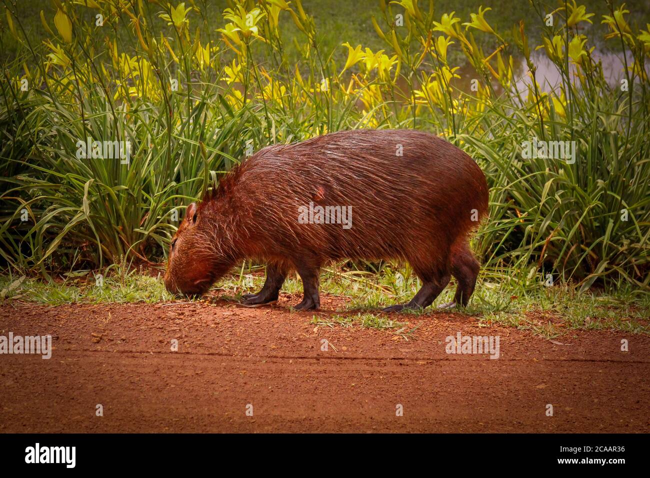 Capybara, il roditore più grande del mondo, in un parco Foto stock - Alamy