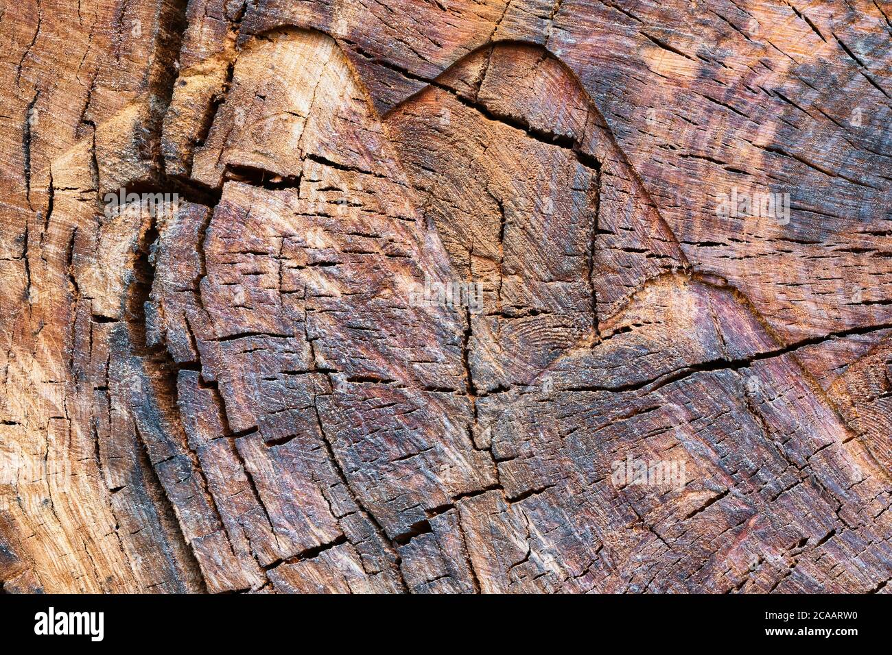 Enorme tronco d'albero immagini e fotografie stock ad alta risoluzione ...