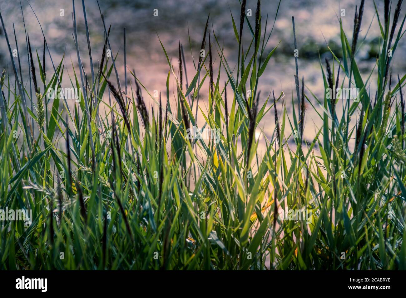 Piante Selvatiche Ed Erbe Immagini e Fotos Stock - Alamy