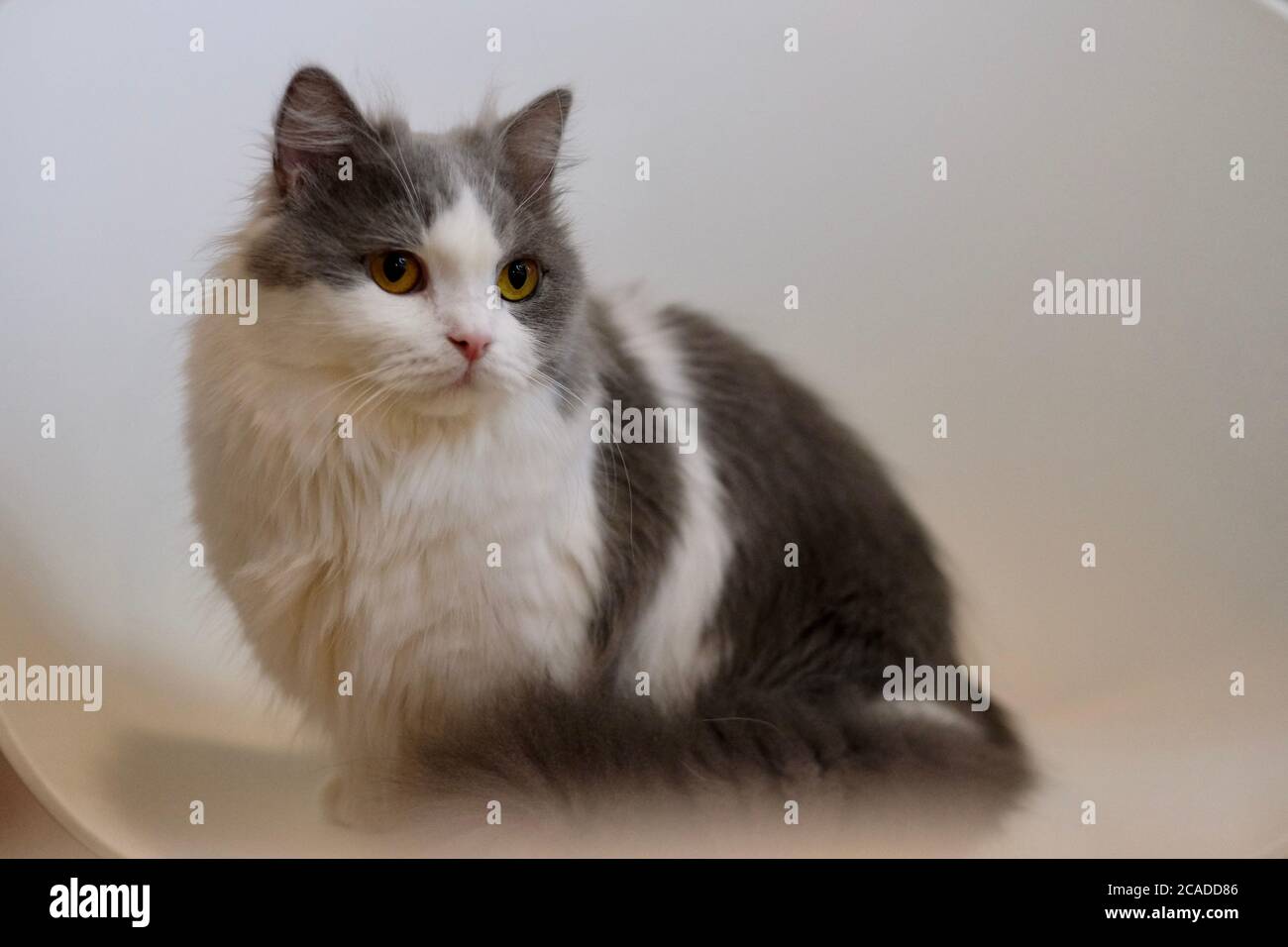 Gatto napoleone immagini e fotografie stock ad alta risoluzione - Alamy