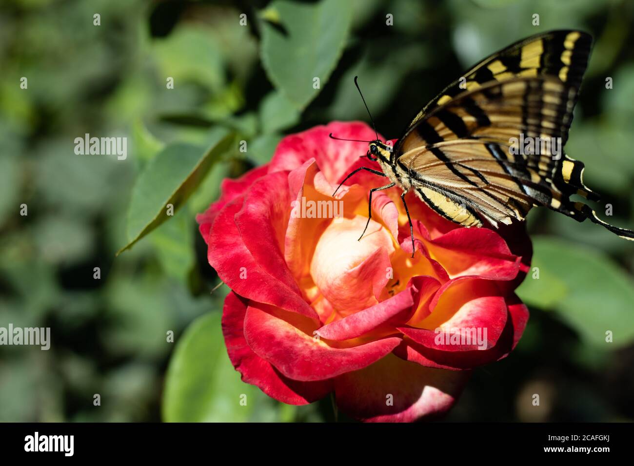 Sfondo Di Rose Immagini e Fotos Stock - Alamy