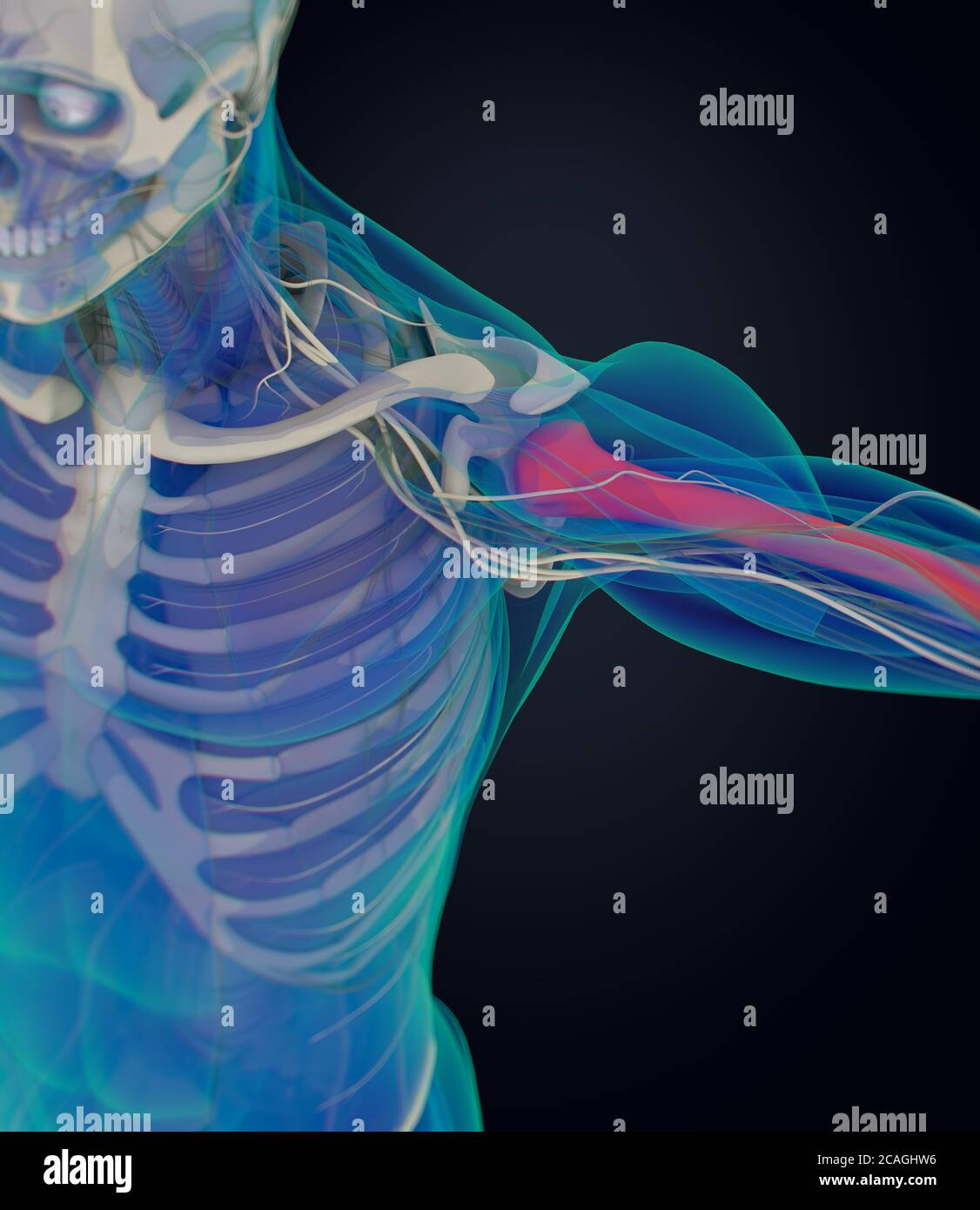 Osso umero, anatomia umana, sistema scheletrico. Illustrazione 3D Foto ...