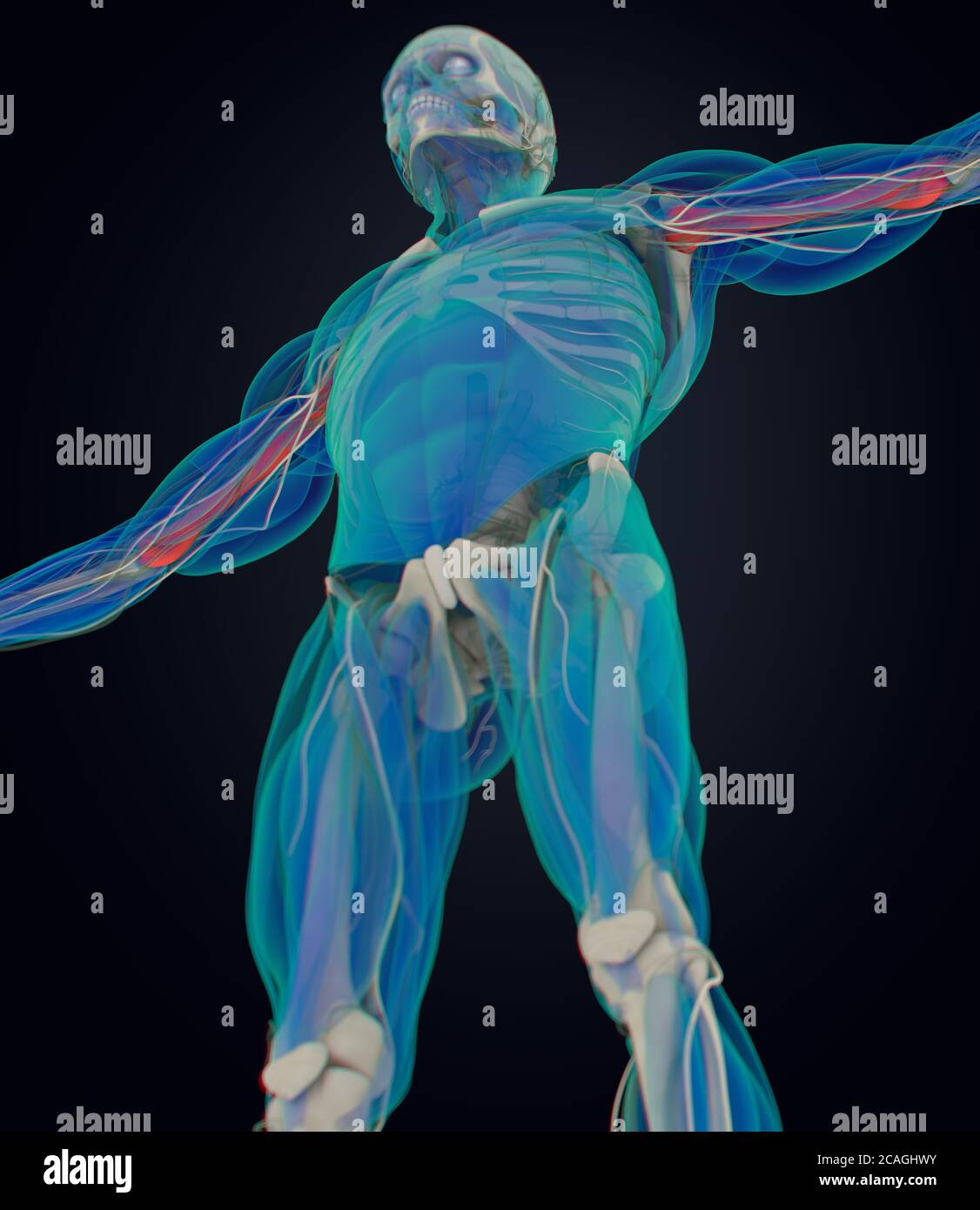 Osso umero, anatomia umana, sistema scheletrico. Illustrazione 3D Foto ...