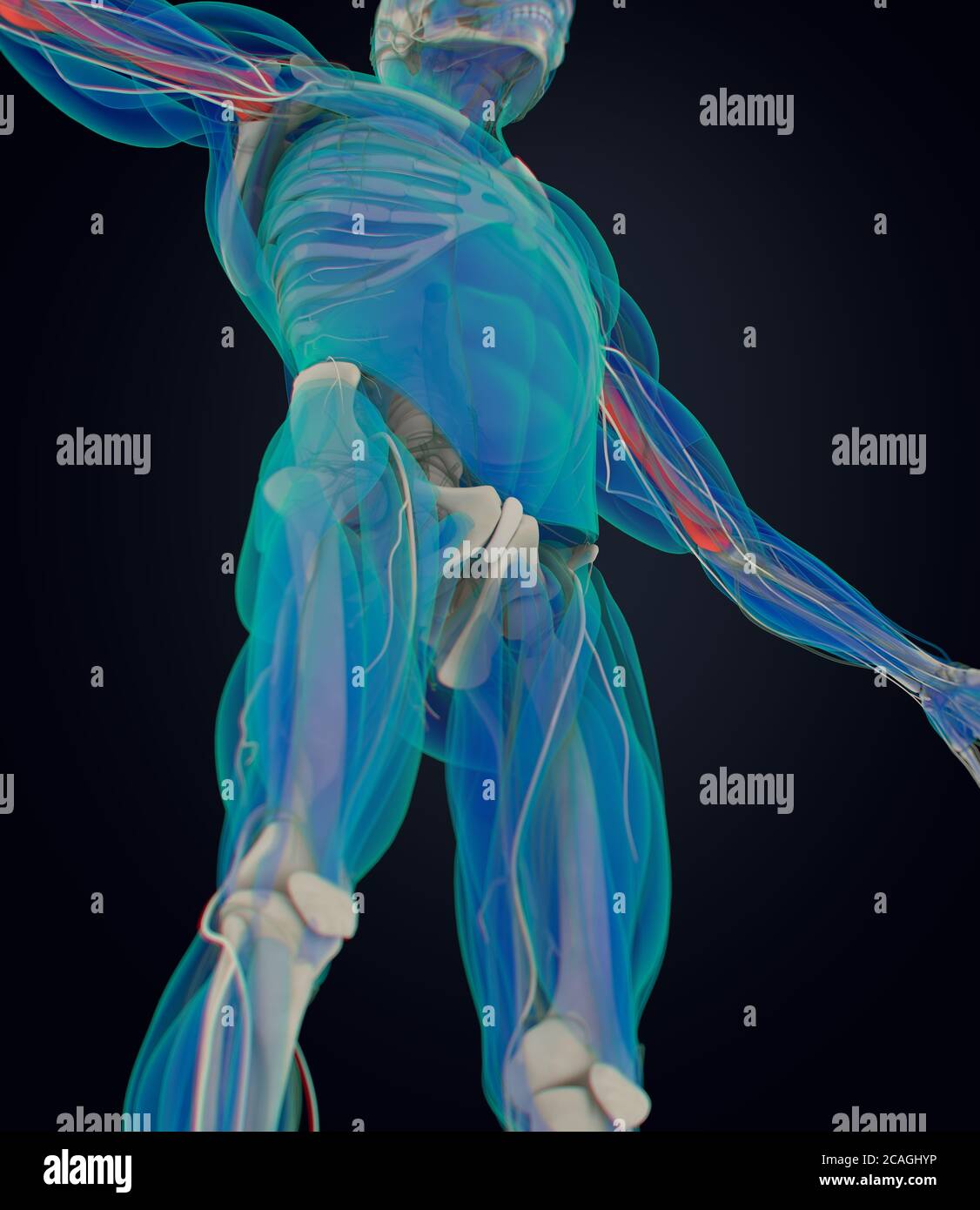 Osso umero, anatomia umana, sistema scheletrico. Illustrazione 3D Foto ...