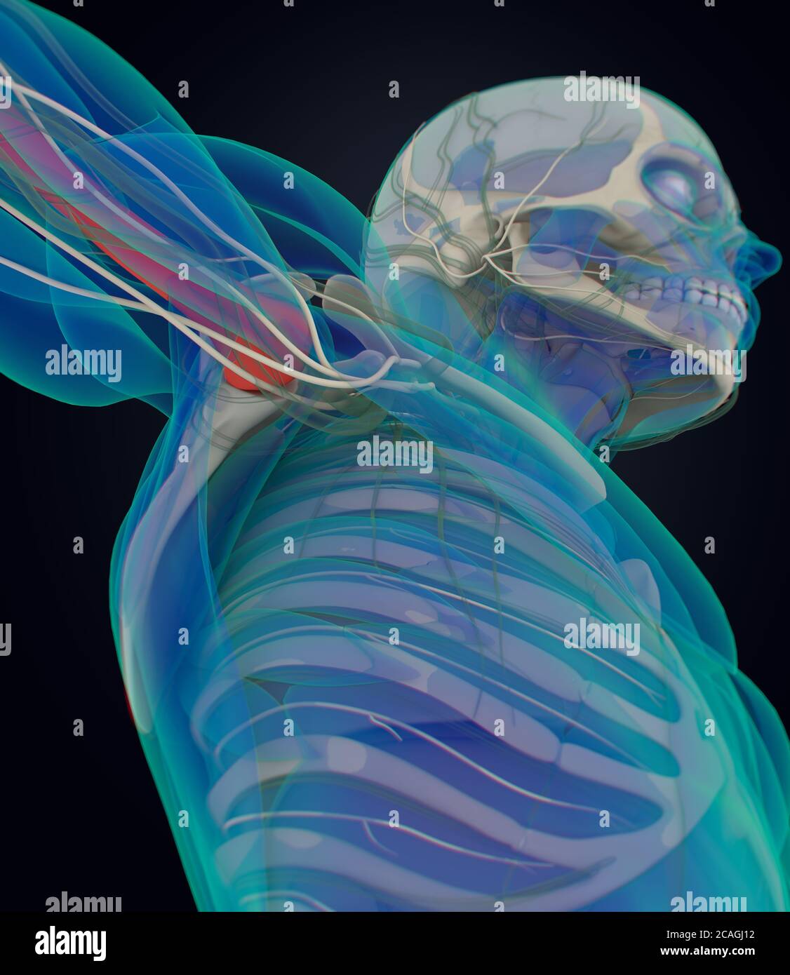 Osso umero, anatomia umana, sistema scheletrico. Illustrazione 3D Foto ...