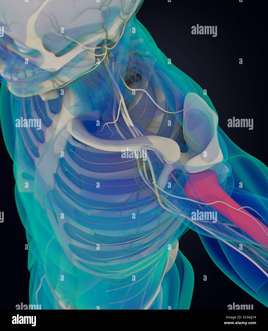 Osso umero, anatomia umana, sistema scheletrico. Illustrazione 3D Foto ...