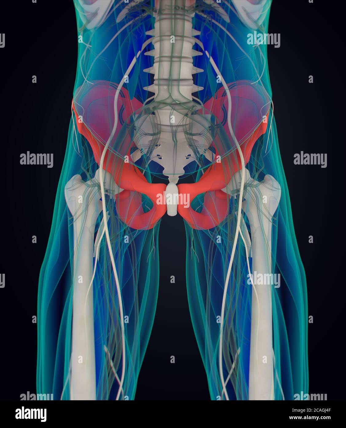 Osso ilium, osso dell'anca o bacino. Anatomia umana, raggi X struttura ...