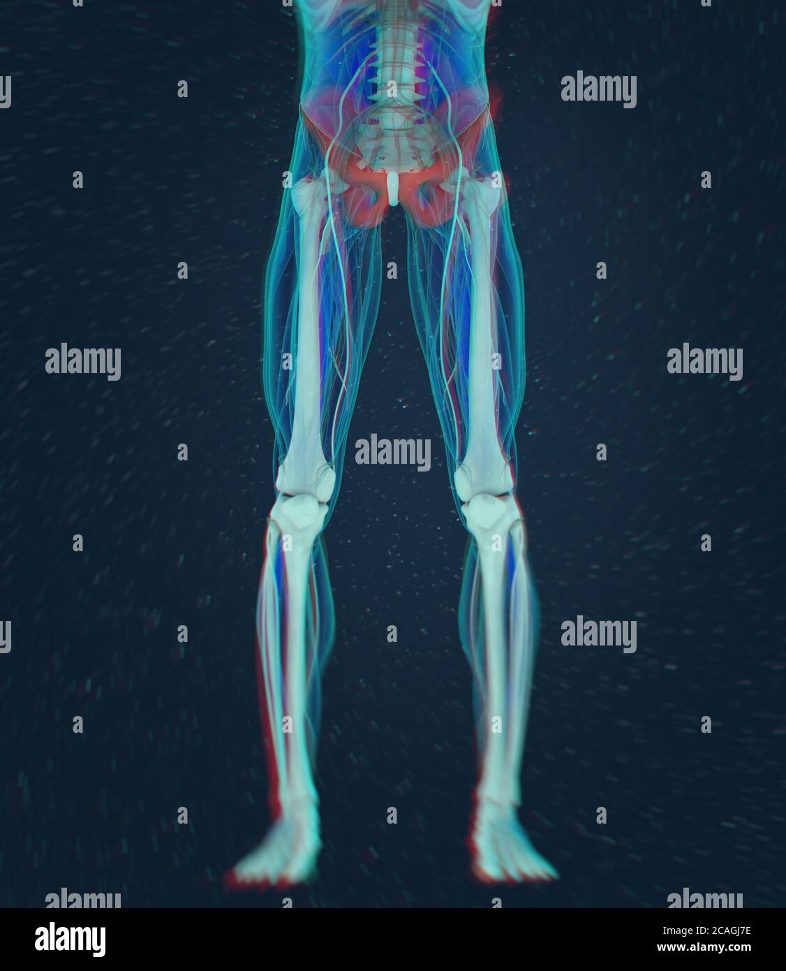 Osso ilium, osso dell'anca o bacino. Anatomia umana, raggi X struttura ...