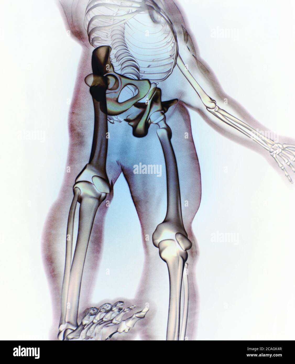 Osso Illium, osso dell'anca o bacino. Anatomia umana, raggi X struttura ...