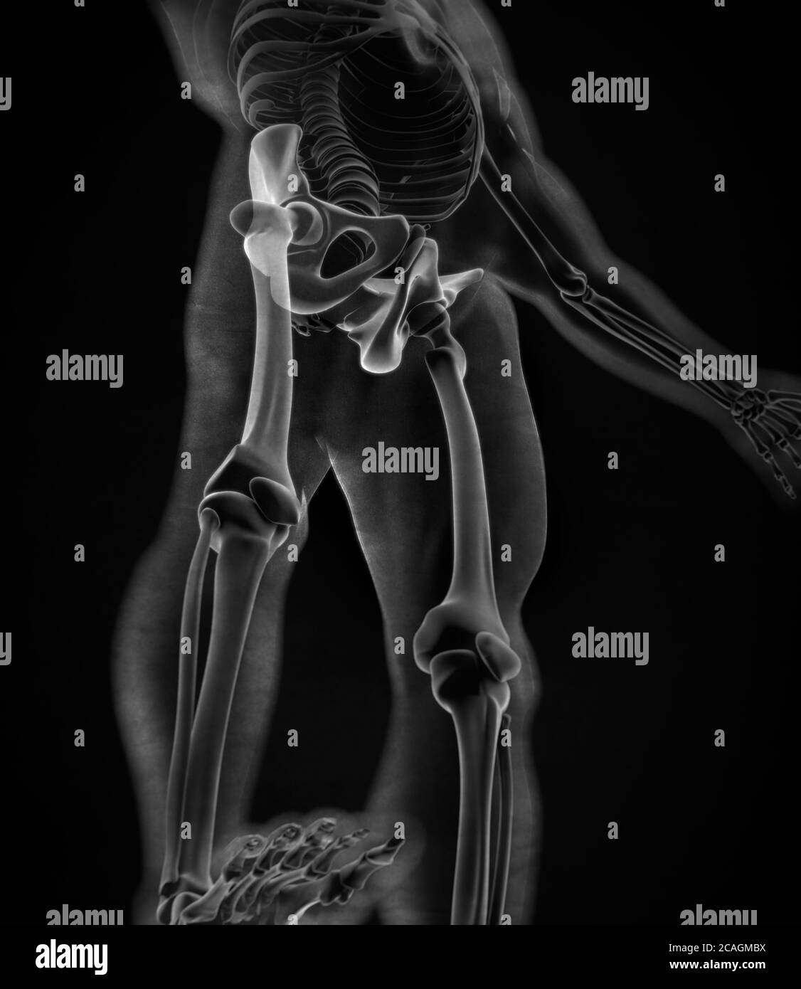 Osso ilium, osso dell'anca o bacino. Anatomia umana, raggi X struttura ...