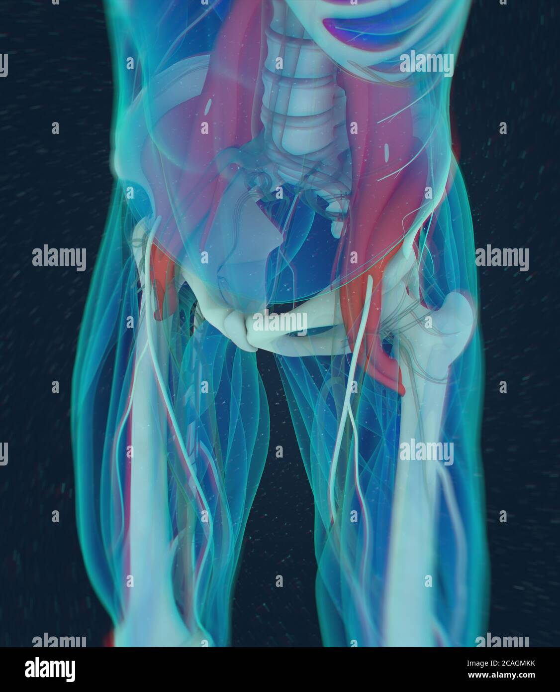 Músculo psoas anatomía immagini e fotografie stock ad alta risoluzione ...