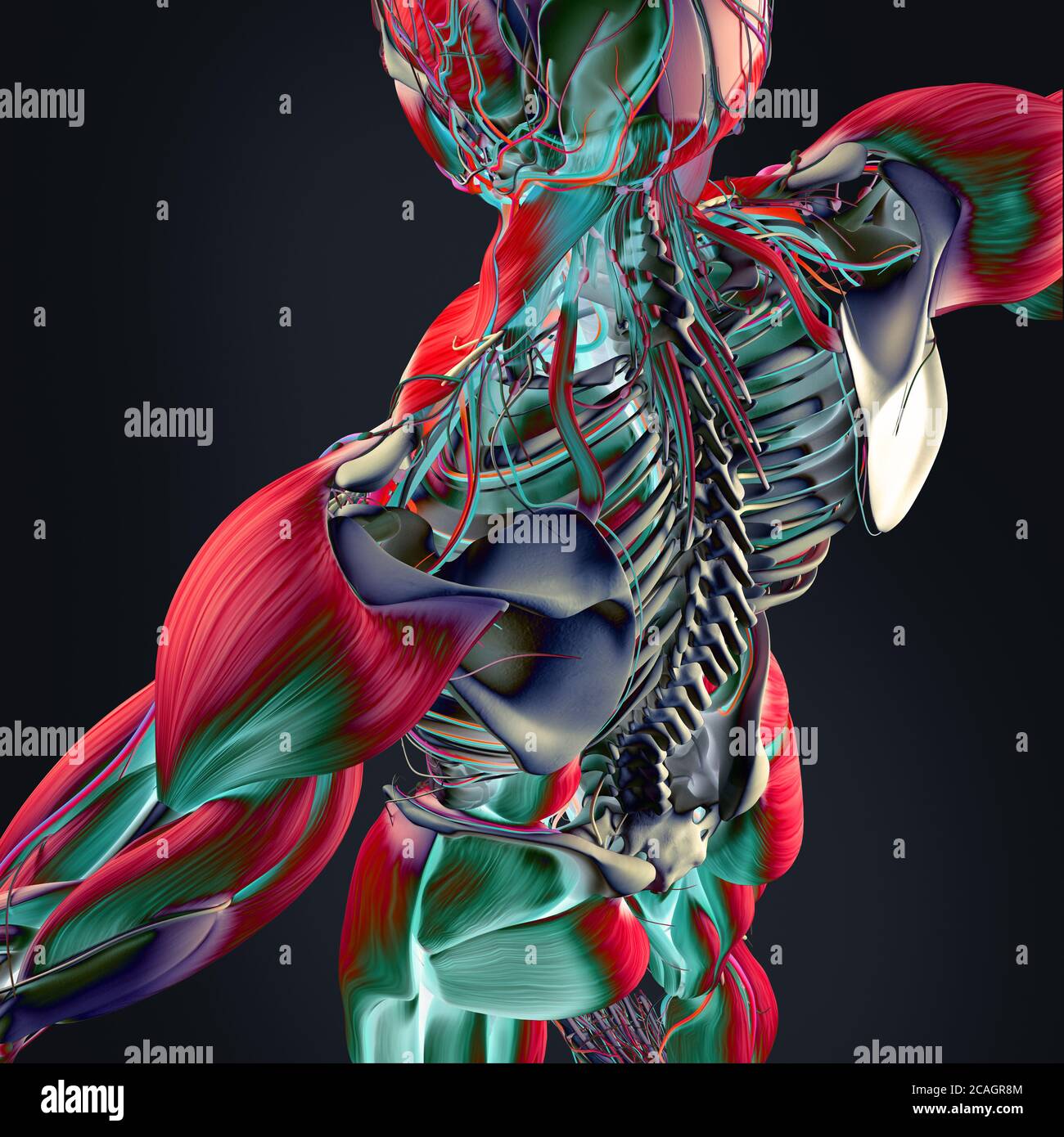Illustrazione dell'anatomia umana di schiena, torso, scheletro, muscolo ...