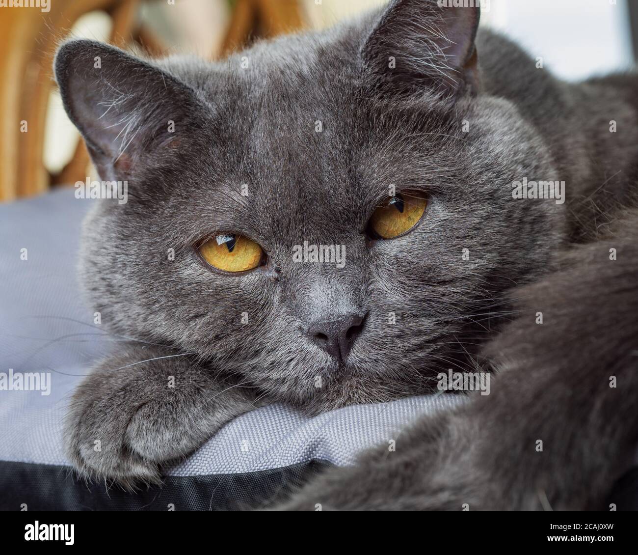 British shorthair cat immagini e fotografie stock ad alta risoluzione ...
