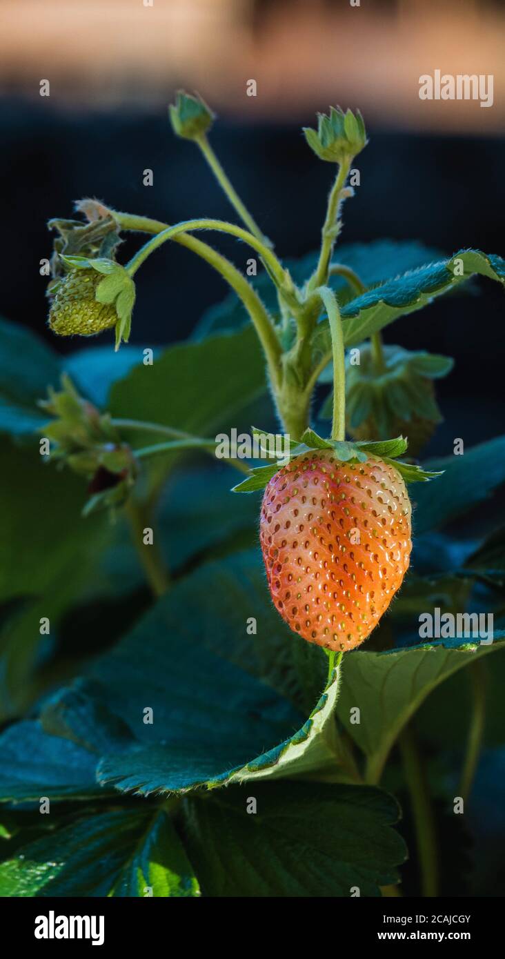 Primo piano verticale di una pianta di fragole non matura in un ...
