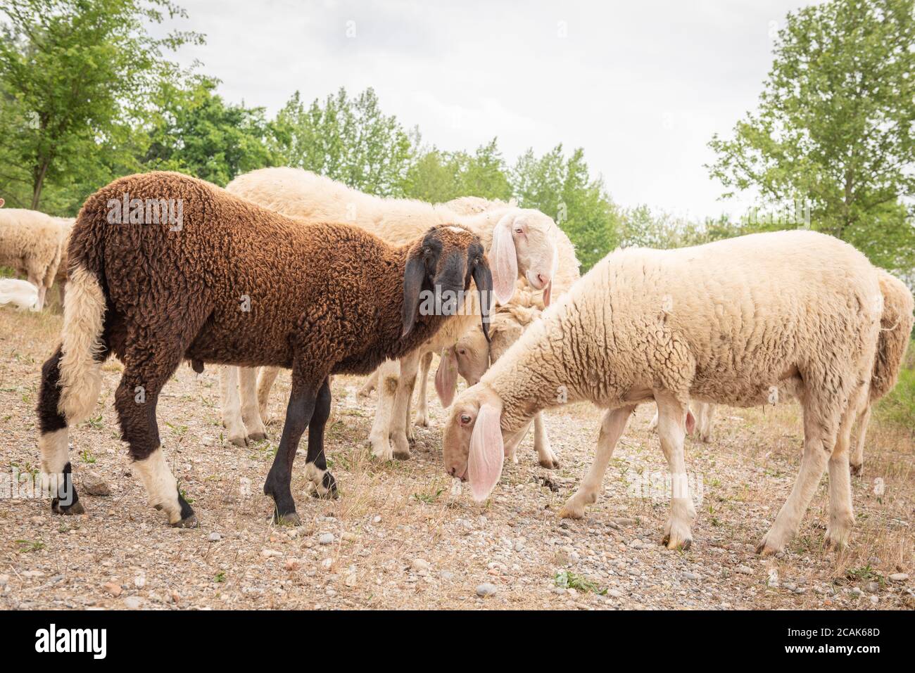 Capre e pecore di colori diversi durante il pascolo. Pecore e capre in ...