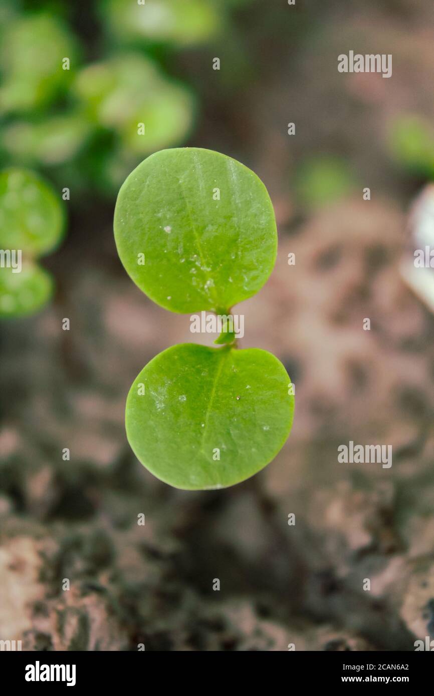 Germination and cultivation immagini e fotografie stock ad alta ...