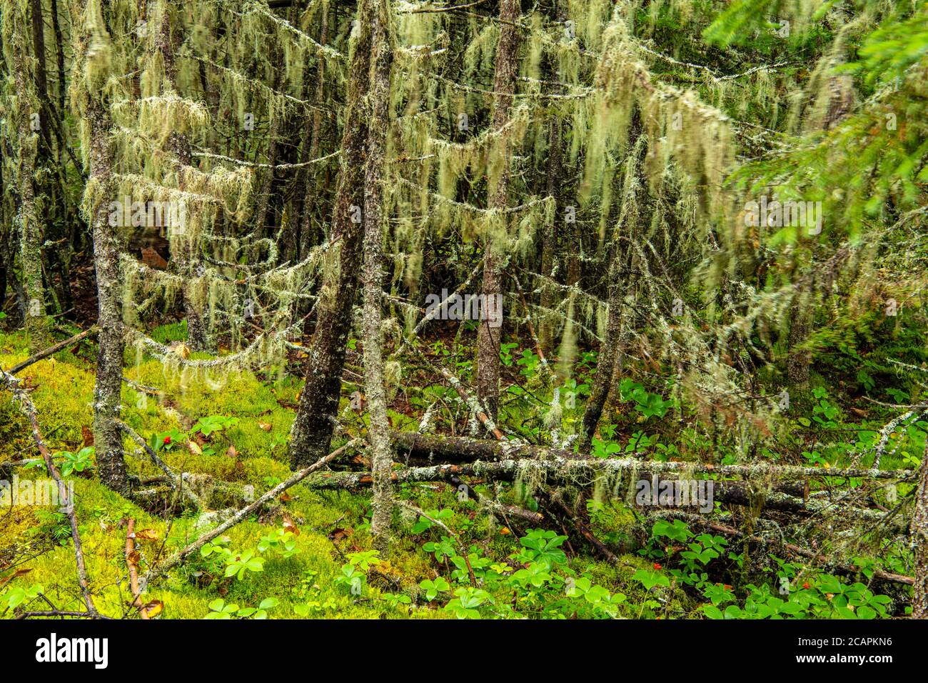 Foresta boreale sottovalutata immagini e fotografie stock ad alta ...