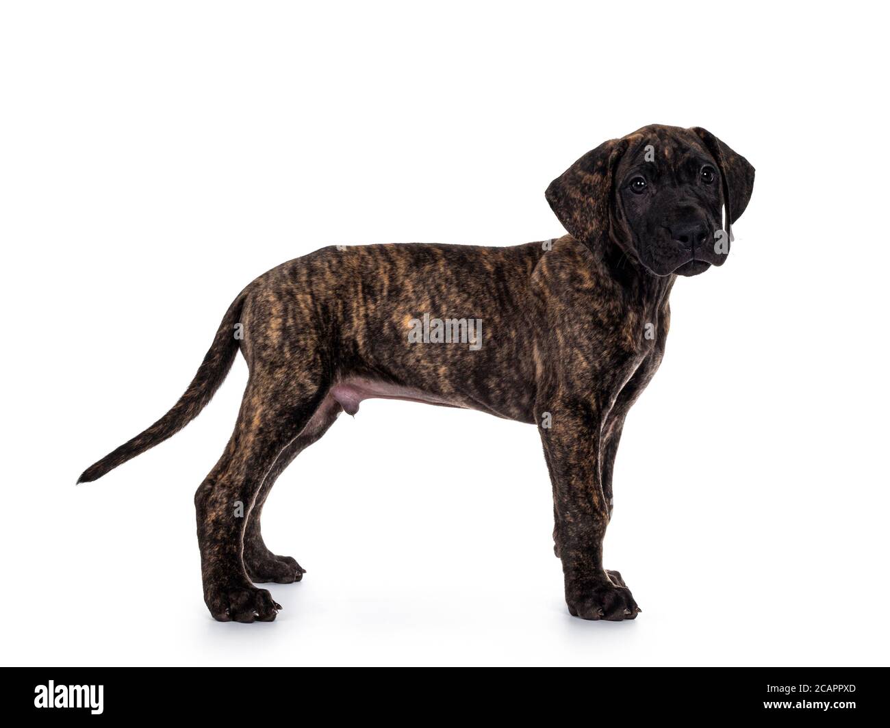 Cane tigrato in piedi immagini e fotografie stock ad alta risoluzione ...