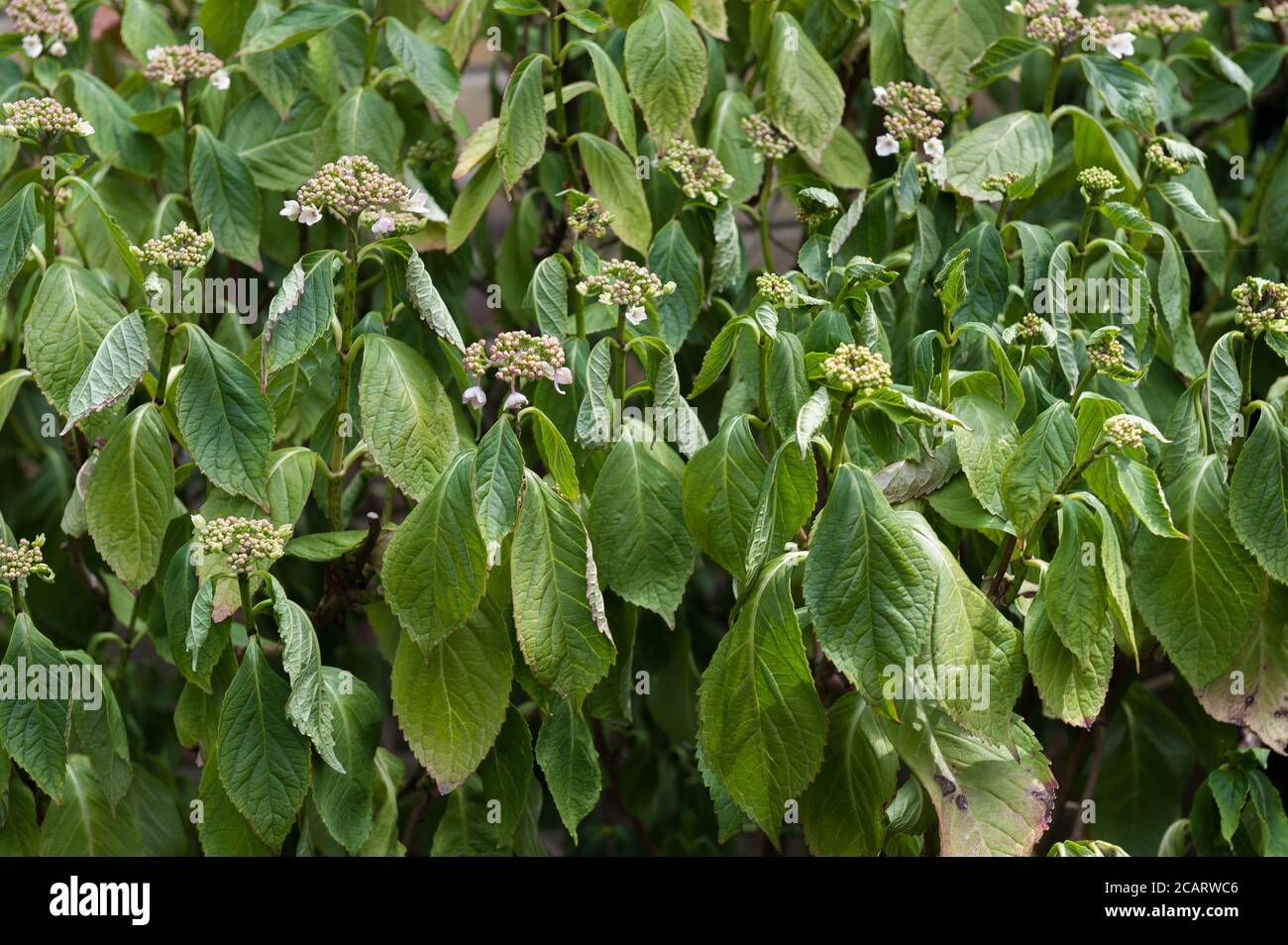 Pressione del turgore immagini e fotografie stock ad alta risoluzione ...