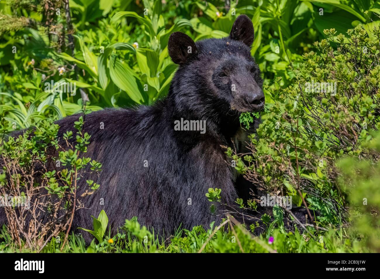 Dieta di orsi neri immagini e fotografie stock ad alta risoluzione - Alamy