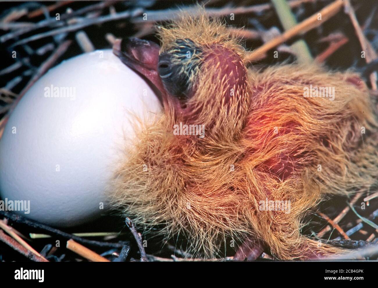 Pulcino da allevamento immagini e fotografie stock ad alta risoluzione ...