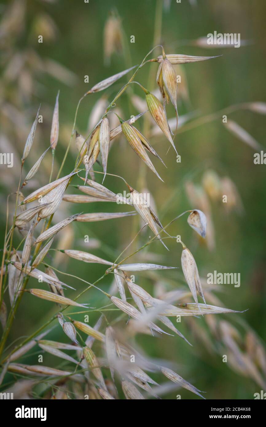Pianta avena immagini e fotografie stock ad alta risoluzione - Alamy