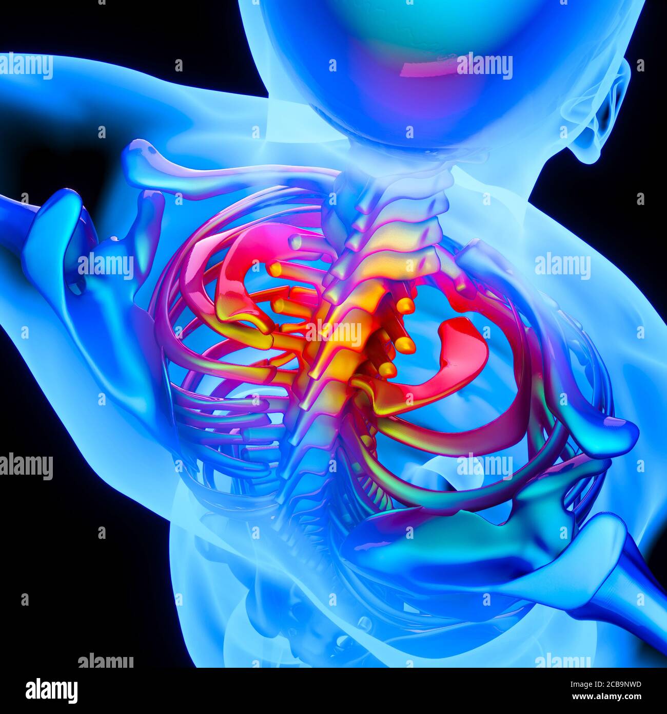 Anatomia delle vertebre cervicali immagini e fotografie stock ad alta ...