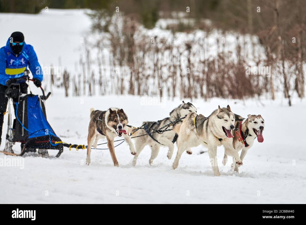 Corse di cani da slitta Husky. Gara di squadra di slitta sportiva ...