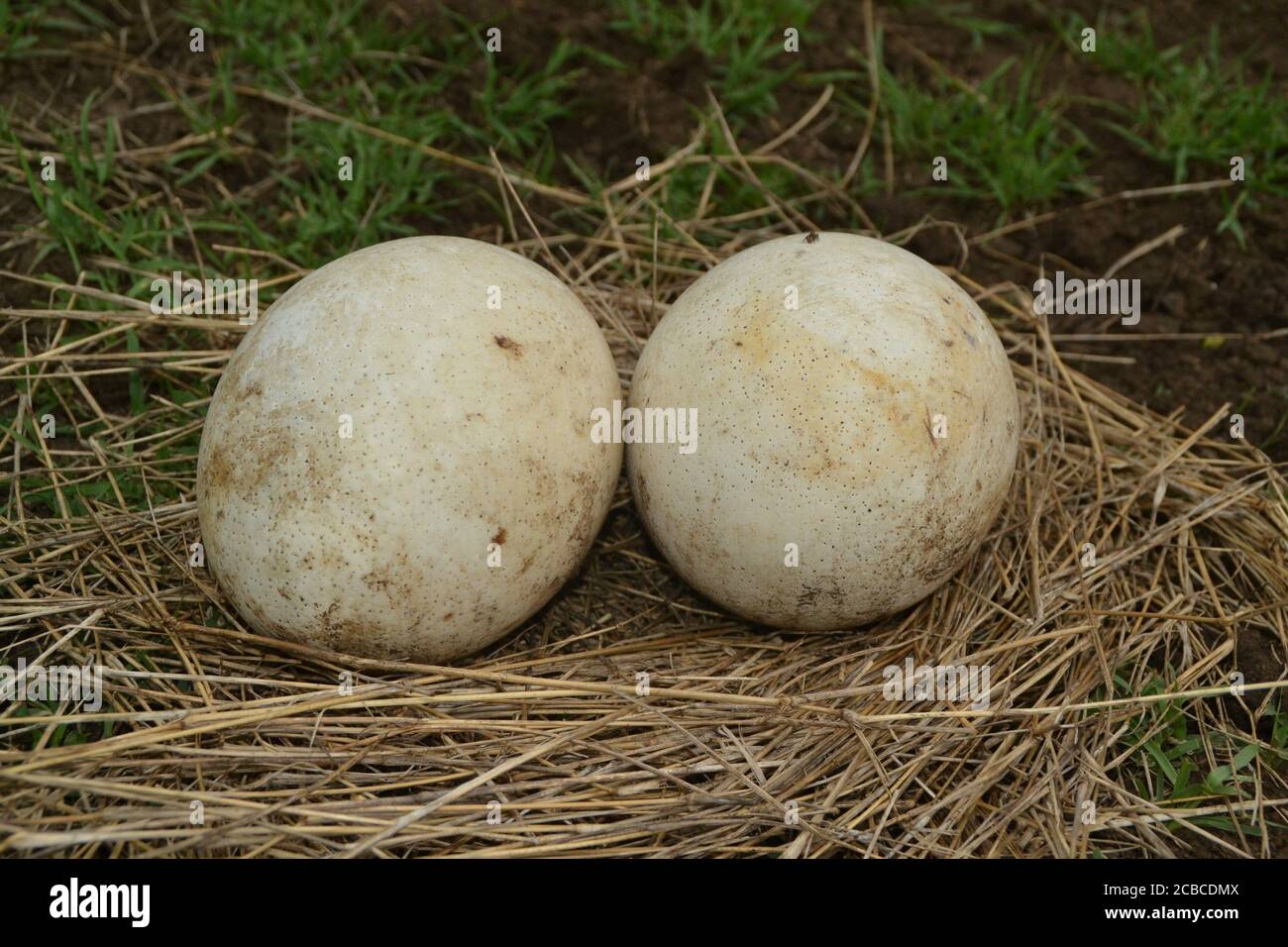Riproduzione in uno struzzo immagini e fotografie stock ad alta ...