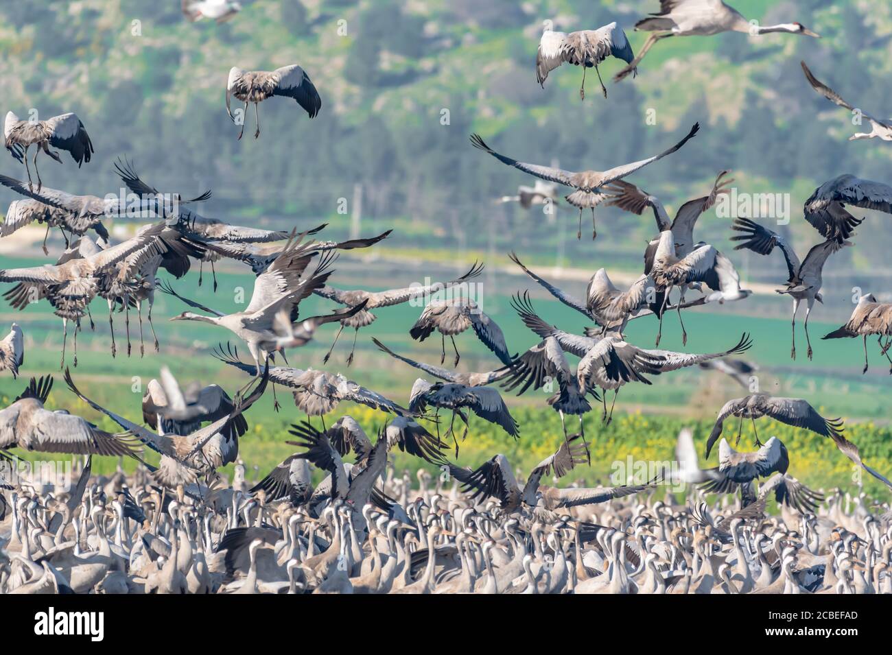 Animali migratori migratori immagini e fotografie stock ad alta ...