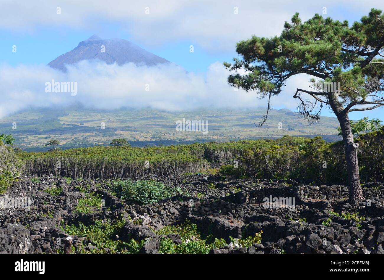 Il vulcano conico Pico si allena con i vigneti tradizionali dell'isola ...