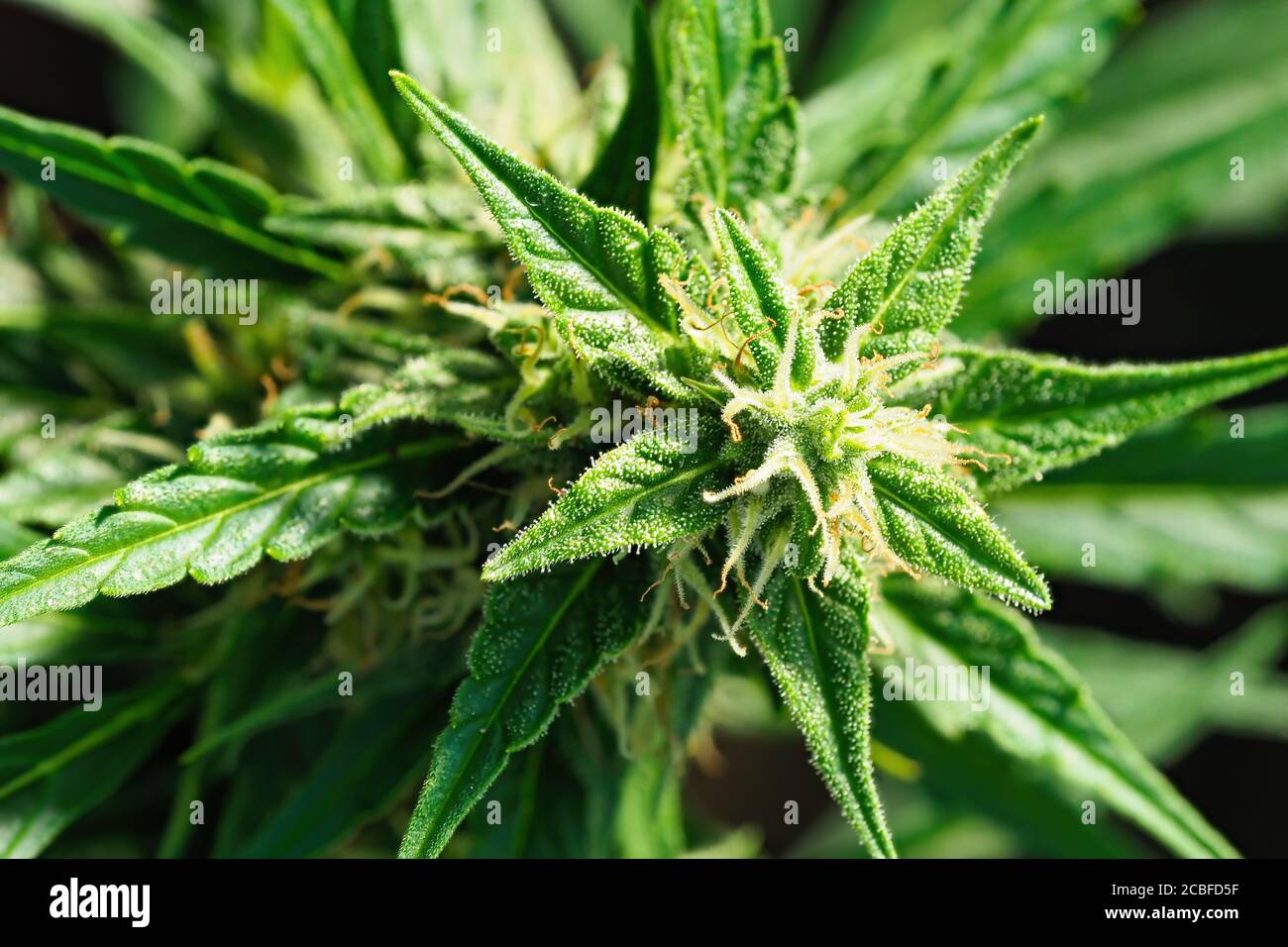Pianta femminile di cannabis in fiore immagini e fotografie stock ad ...