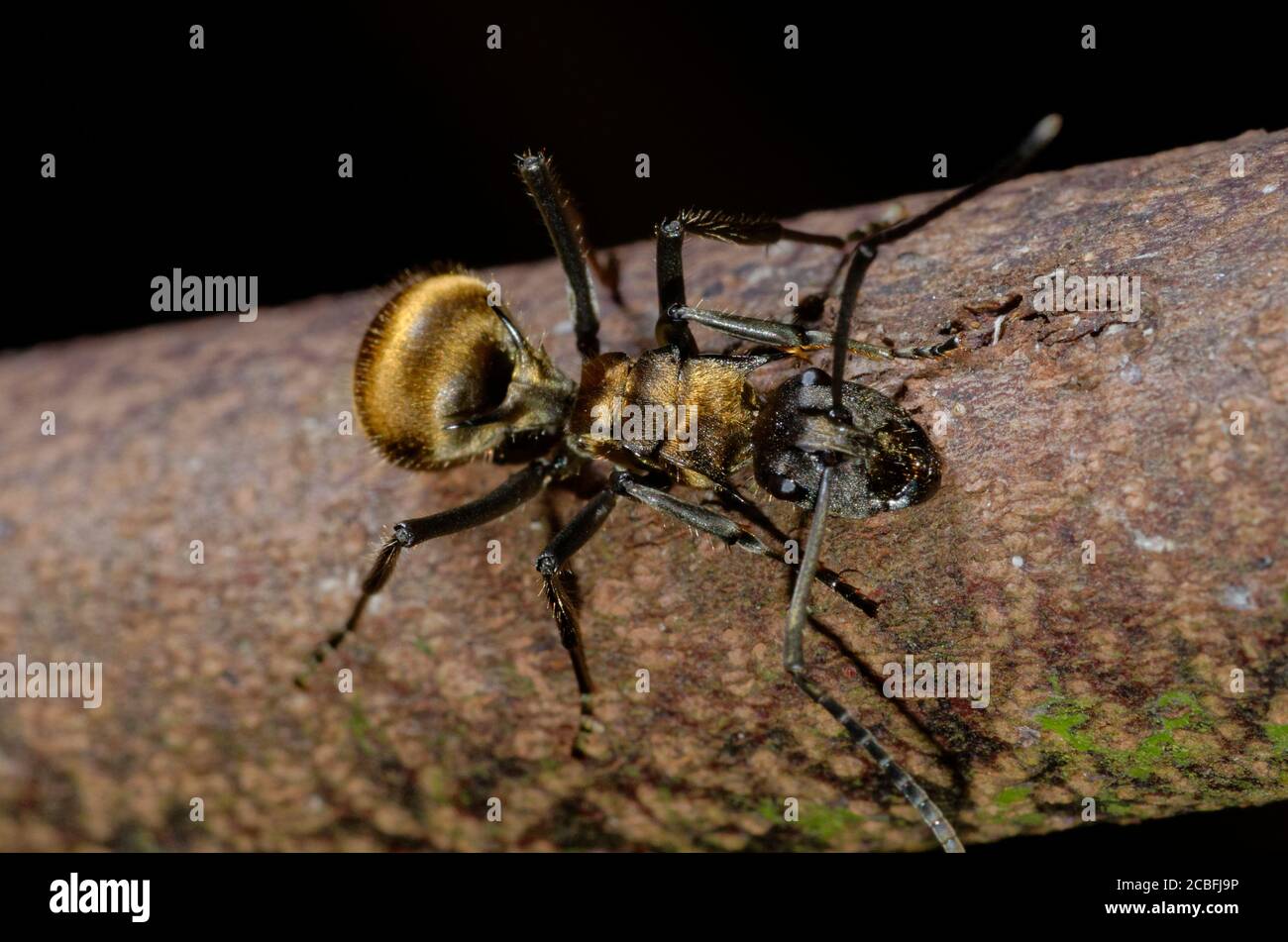 Formica formica immagini e fotografie stock ad alta risoluzione - Alamy