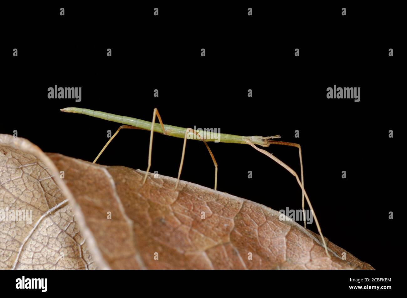 Insetti fasmidi immagini e fotografie stock ad alta risoluzione - Alamy
